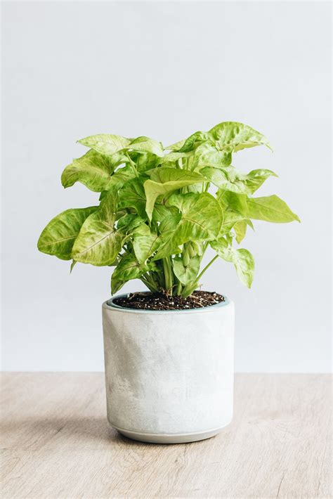 Plant Care Syngonium Golden Geb And Green
