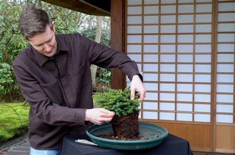 How To Make A Bonsai Tree Bonsai Empire
