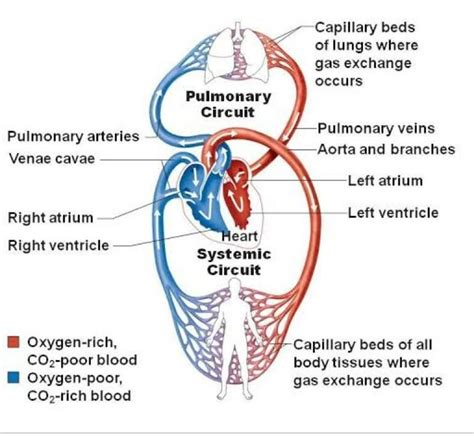 Schematic Diagram Of Pulmonary Circulation