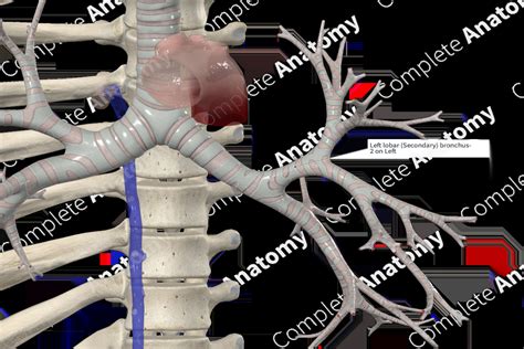 Left Superior Lobar Bronchus Complete Anatomy