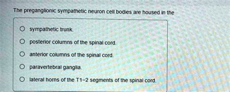 Solved The Preganglionic Sympathetic Neuron Cell Bodies Are Housed In The Sympathetic Trunk