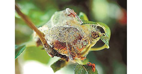 Следете за вредители по овошките и лозята Български Фермер