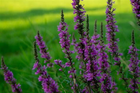 Lythrum Salicaria 경치 계절 고요한 꽃 꽃이 피는 꽃잎 녹색 농촌의 다년생 다채로운 들판 라일락 목가적인 배경 보라색 보라색