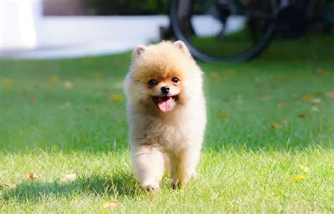 Teacup Pomeranian Full Grown Size Micro Teacup Pomeranian Full Grown