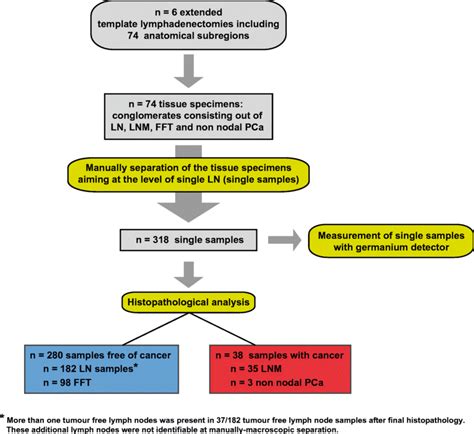 Workflow And Tissue Sample Processing From Six Lymphadenectomies