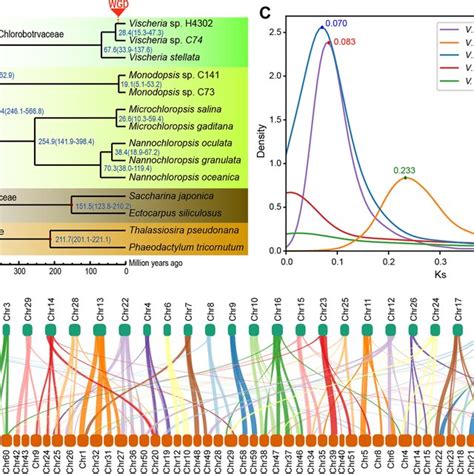 Evolution Of Two Sequenced Microalgae And Lineage Specific Wgd In V Download Scientific