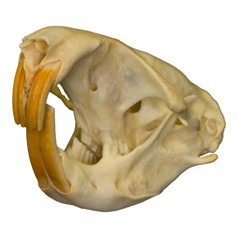 Real Pocket Gopher Skull For Sale Skulls Unlimited International Inc