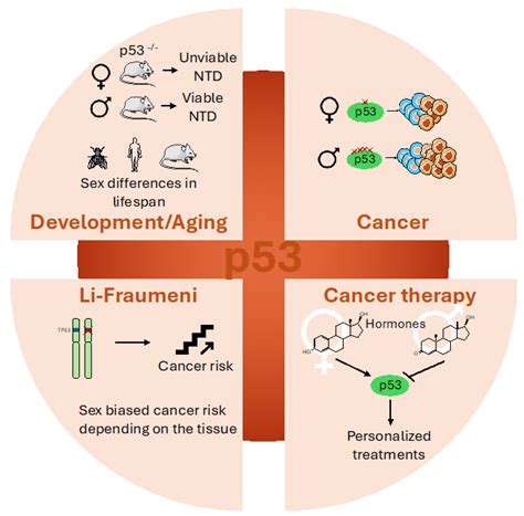 Sex Disparities In P53 Regulation And Functions Novel Insights For