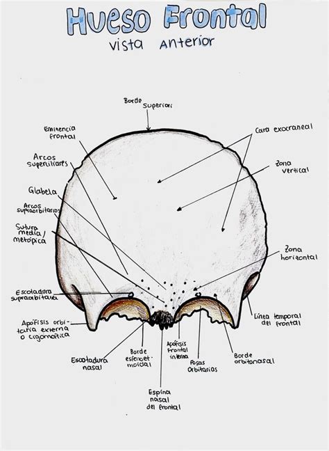 Dibujo Del Hueso Frontal 💘 En 2024 Arte De Anatomía Humana Caratulas