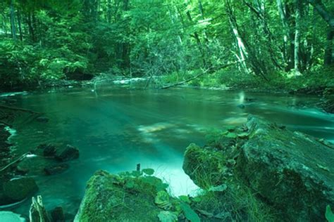 How To Calculate Net Primary Productivity