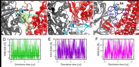 Gamd Simulations Reveal Key Myosin Loop Interactions With Actin At The Download Scientific