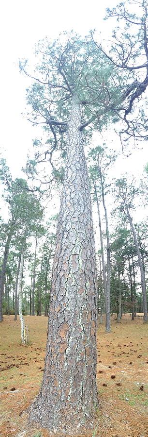 Experimenting With Trees 03 Photograph By Ron Hedges Fine Art America
