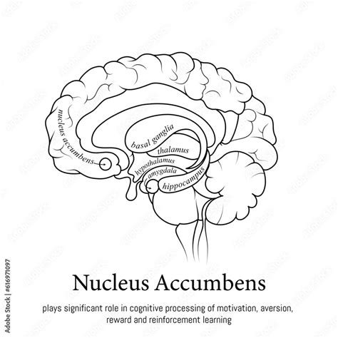 Black And White Minimal Neuroscience Infographic Human Brain Lobes And