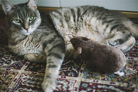 15 Cute Catnip Toys Id Love Even More Than My Cat Would