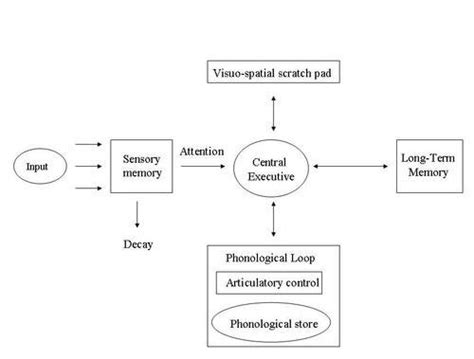 Working Memory Model As Seen In Figure 3 The Central Executive Is The