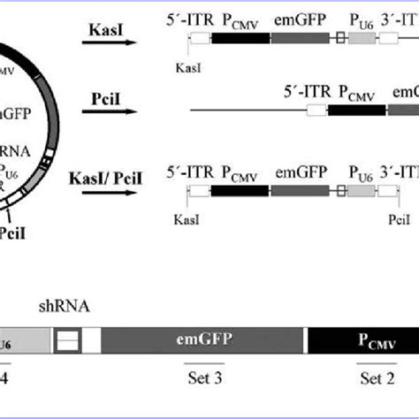 Schematic Representation Of The Shuttle Plasmid Used For Aav Vector Download Scientific Diagram