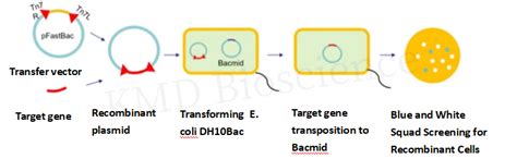 Bacmid Construction Experimental Process Kmd Bioscience Provides Professional Nanobody