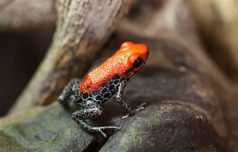 Poison Dart Frog Predators Poison Dart Frog Predators