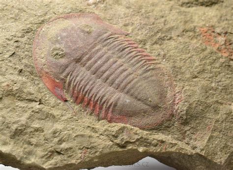 Trilobit Asaphus Fezoutaensis Minerals Fossils Cz