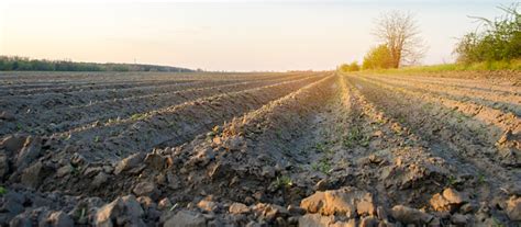 화창한 날에는 필드를 보았다고 채소 심기 용 준비 농업 농지 소프트 선택적 초점 0명에 대한 스톡 사진 및 기타 이미지 0명