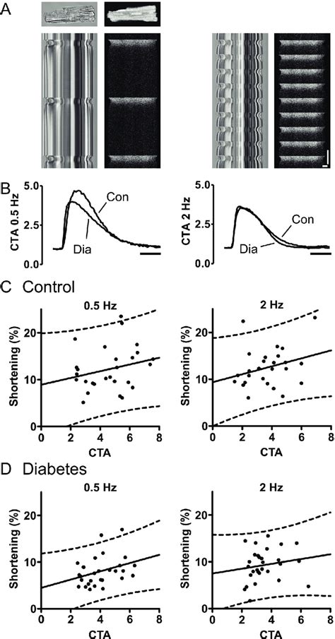 Relationship Between The Calcium Transient Amplitude And The Myocyte