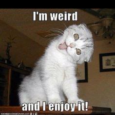 1000 Images About Cat Quotes On Pinterest Cat Quotes Cute Cat Quotes And Cats