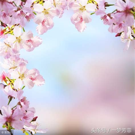 一夢芳菲相約春天 每日頭條