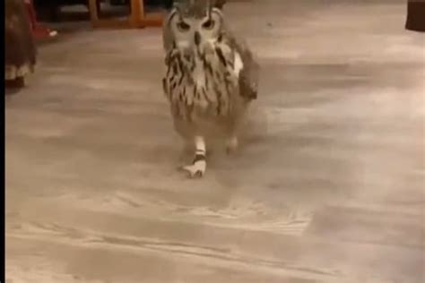Ever Seen An Owl Running It Is As Fascinating As It Sounds News18