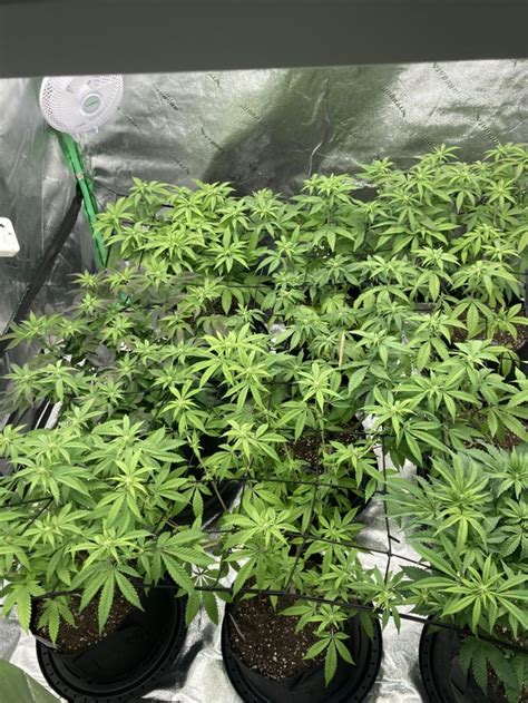 Code Red Day 13 R Exoticgenetix