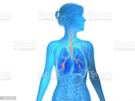 해부학적 호흡기 시스템의 투명한 3d 그림 3차원 형태에 대한 스톡 사진 및 기타 이미지 3차원 형태 머리 해부학 Istock