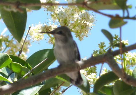 Inspiring Ideas With Artist Jeanne Winters Hummingbird Babies Leaving