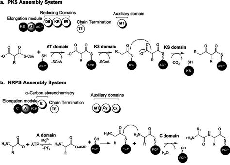 Modular Biosynthetic Pathway Systems A Polyketide Synthase Pks Download Scientific Diagram