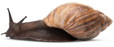 Giant African Snail Facts Largest Land Snail Dk Find Out