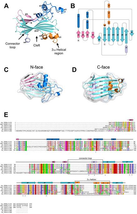 Overall Structure Of Tiprl A Cartoon Representation Of The Tiprl Download Scientific