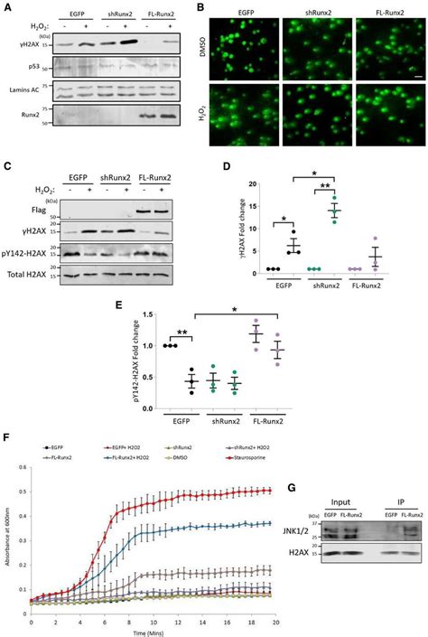 Runx2 Runt Related Transcription Factor 2 Represses Phosphorylation