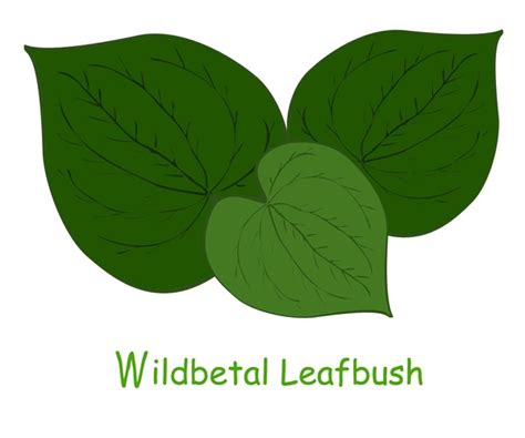 Cha Plu Leaf Over 2 Royalty Free Licensable Stock Illustrations And Drawings Shutterstock