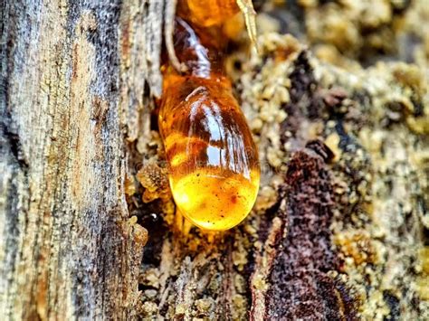 Macro Of Resin On A Tree Trunk Gum On A Bar Wound To Stop The Lymph