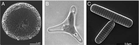 Diatom Species With Sequenced Genomes A The Multipolar Centric Diatom