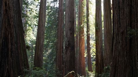 Show Glow Diffusion Filter Set For Stunning Photos Maven Filters