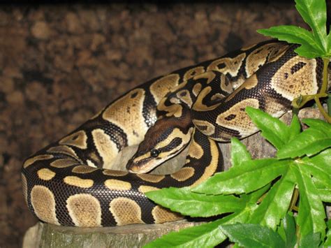 Tieranzeigen KÖnigspython Kleinanzeigen