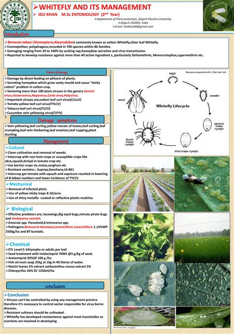 Whitefly Management Pptx Beekeeping Hobbies And Interests