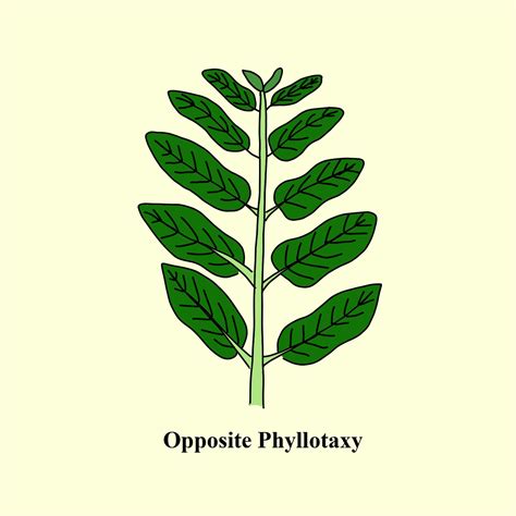 spiral phyllotaxy