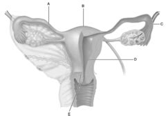 A P II Reproductive System Exam Quizlet
