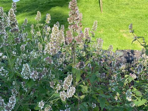 Growing Catnip From Seed A Comprehensive Guide My Heart Lives Here