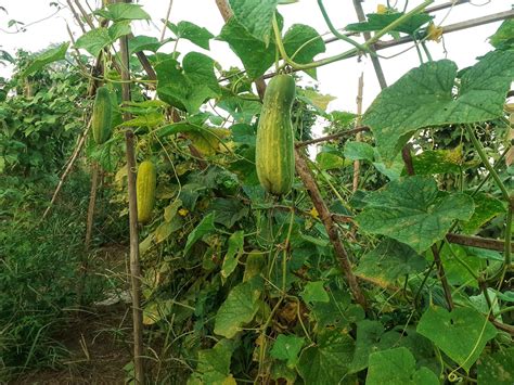 ကျိုက်ဒုံမြို့တွင် တစ်ပိုင်တစ်နိုင် ဟင်းသီးဟင်းရွက်စိုက်ပျိုးခြင်းကြောင့် တောင်သူများ