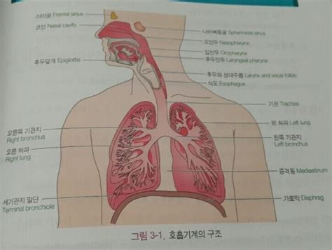 Chapter 3 호흡기계 호흡기계의 이해와 사정 네이버 블로그