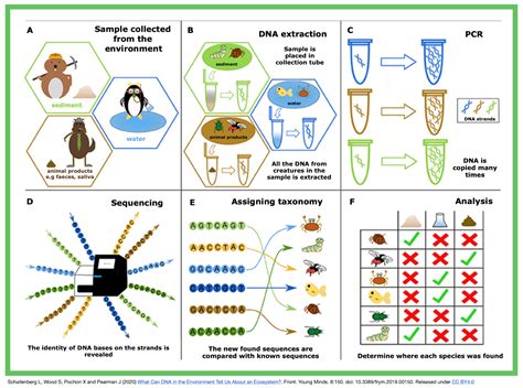 Collecting And Analysing Edna — Science Learning Hub