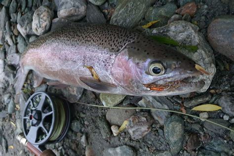 Fly Fishing Queenstown Reel Hunting Nz