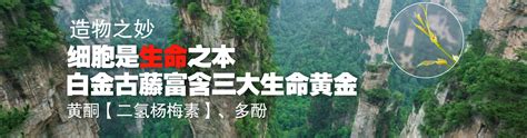 乂天下白金古藤丨又名端午茶藤茶莓茶长寿藤丨乂天下官网