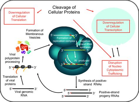Schematic Of Poliovirus Rna Replication And Consequences Of Proteolytic Download Scientific
